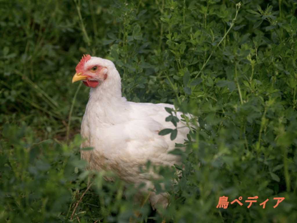 ニワトリの種類や寿命・鳴き声・飼育方法について